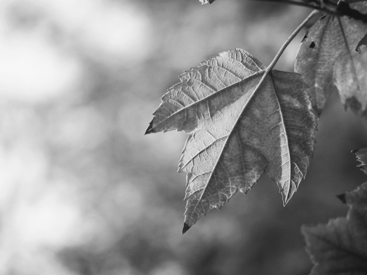 Poem 281 – Transition | Ode for the Day